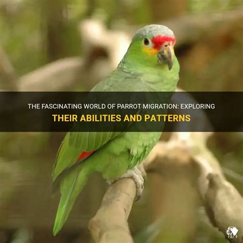 The Fascinating World Of Parrot Migration Exploring Their Abilities