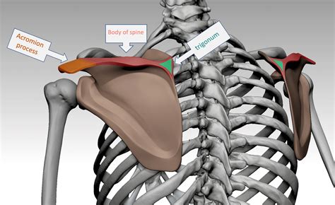 Shoulder Bony Landmarks Anatomy For Sculptors