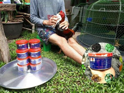 ยาไก่ชน ธนกฤต วันนี้ท่านมีแล้วหรือยัง