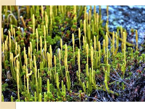 Отдел Плауновидные – Lycopodiophyta - online presentation