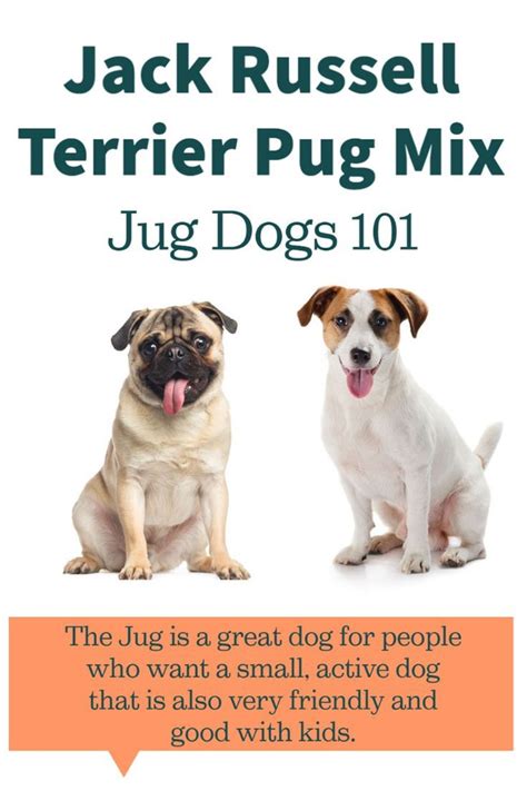 Jack Russell Terrier Pug Mix Jug Dog Facts Faqs And Pictures