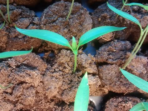 Perplexed Duplex Hot Pepper Seedlings