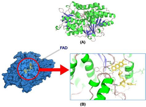 A Predicted Three Dimensional Structural Model Visualised Using Pymol