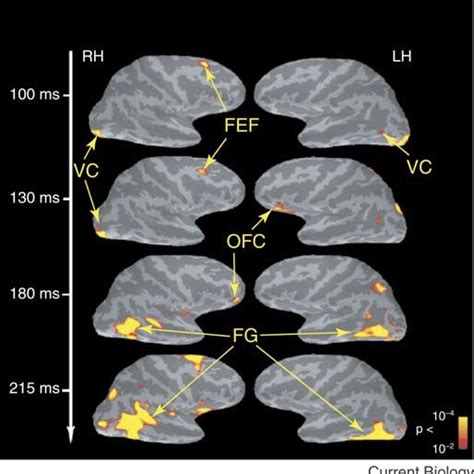 High And Low Spatial Frequency Information Images Contain Different