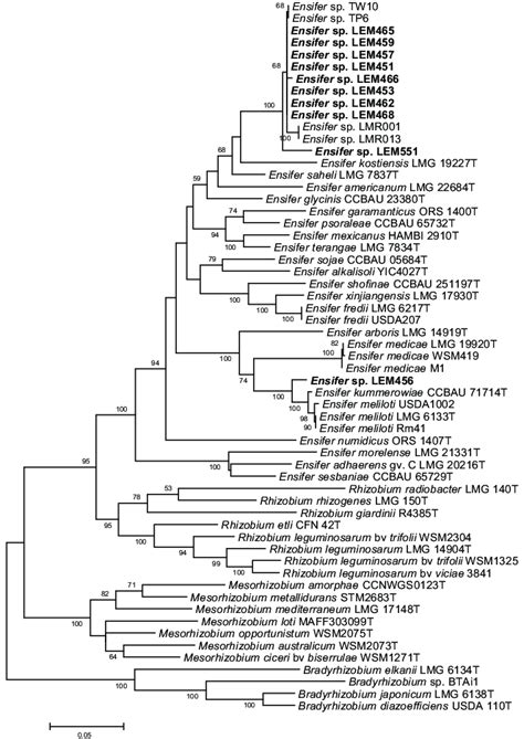 maximum likelihood tree based on concatenated atpd recaglnii partial
