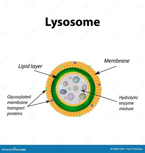 Lysosome Clipart