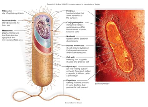 Bio 112 Lab Exam Unit 1 Flashcards Quizlet