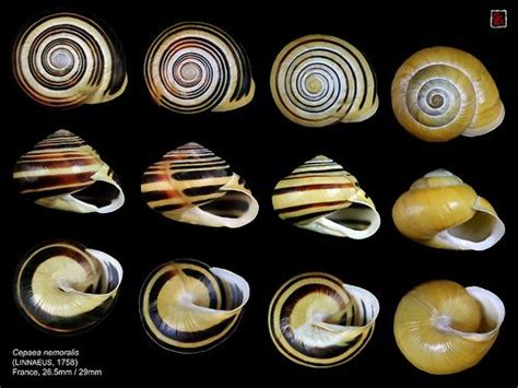 Beautiful Cepaea Nemoralis In France
