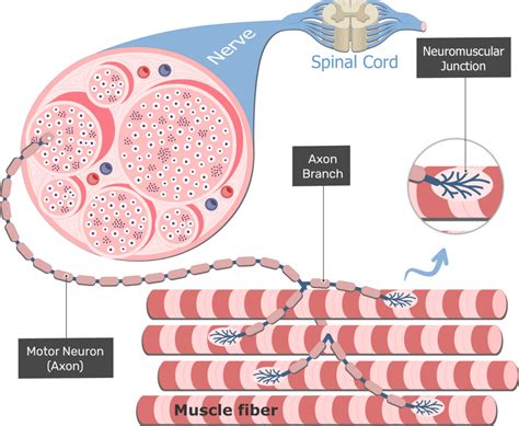 Neuromuscular Junction Motor Neuron