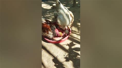 দেশিমুরগি Chicken Deshichicken দেশি মুরগি পালন পদ্ধতি Birds Deshimurgi Foryou