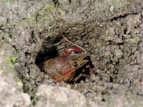 How To Cook Crawfish A Complete Guide The Cagle Diaries