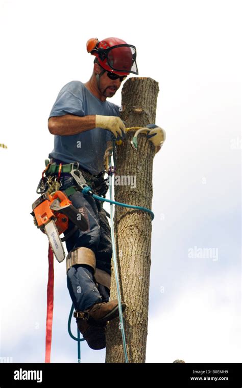 Tree Surgeon Up In A Tree With Climbing Spikes Protective Gear Ropes And Harnesses And Chain Saw