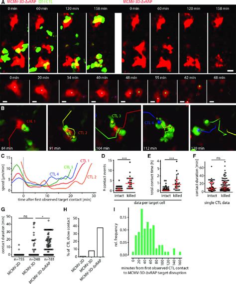 Two Photon Microscopy Allows For Real Time Visualization Of