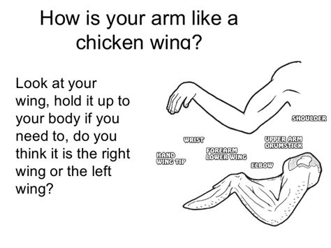 Chicken Wing Dissection Guide Chicken Muscle Anatomy Chicken Wing