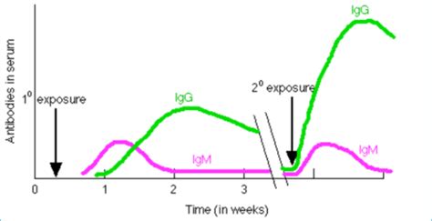 Vaccine Strategies Flashcards Quizlet