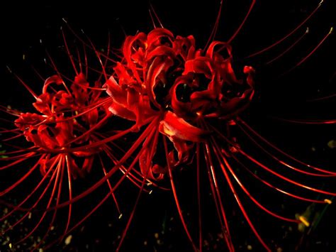 Springboot纯后台生成echarts图片（二）慕课手记