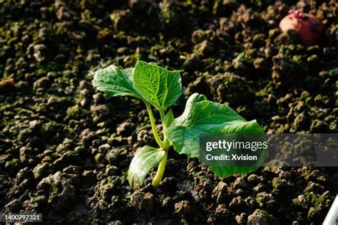 A Cucumber Grass Photos And Premium High Res Pictures Getty Images