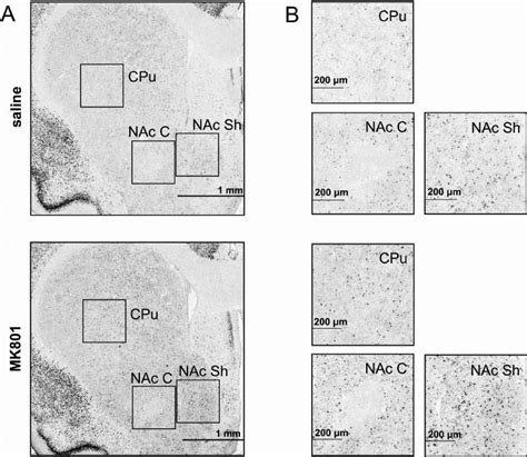 C Fos Protein Expression In The Striatum A Examples Of C Fos Stained