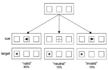 Attention PSYC 319 Flashcards Quizlet