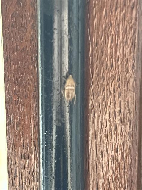 These Roach Looking Insects I Keep Finding At My Place Rwhatisthisbug These Roach Looking Insects I Keep Finding At My Place Rwhatisthisbug