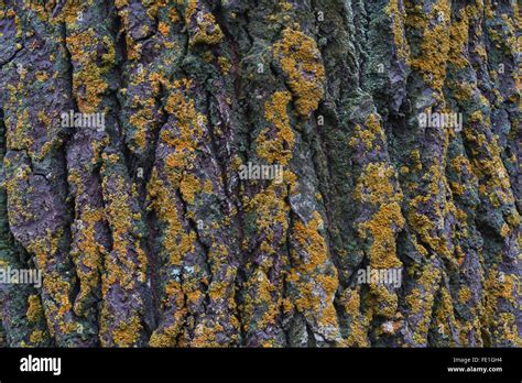 Moss On Tree Bark Stock Photo Alamy
