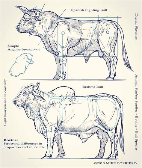 Differences In Bovine Anatomy And Structure Digital Sketch Bull