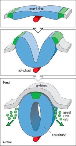 Embryogenesis And Tooth Development Flashcards Quizlet