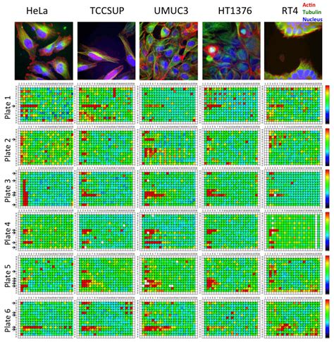 Cell Imaging And Multi Parameter Analysis Five Cell Lines Were