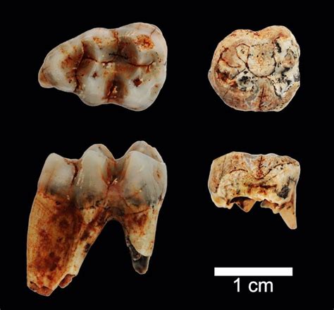 Monkey Fossils Point To A Warmer Ancient World Nerds Unbound Monkey Fossils Point To A Warmer Ancient World Nerds Unbound