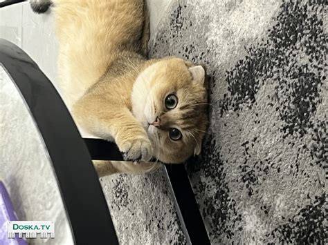 Шотландская вислоухая вязка в Натании 600 ₪ Il