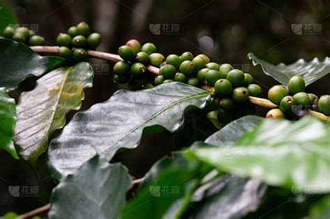 咖啡树上的咖啡豆