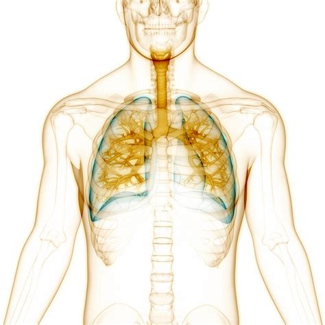 Enfermedades Genéticas Fibrosis Quística