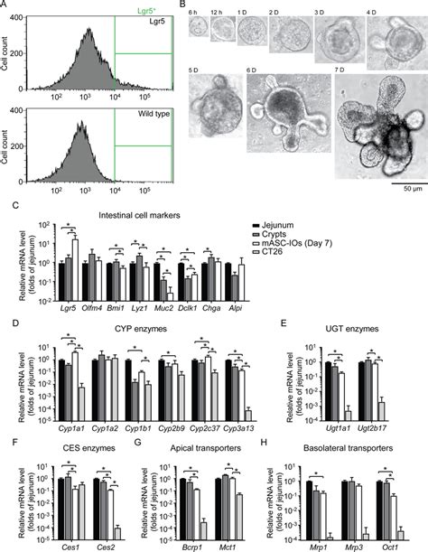 Isolation And Characterization Of Mouse Adult Stem Cell Derived