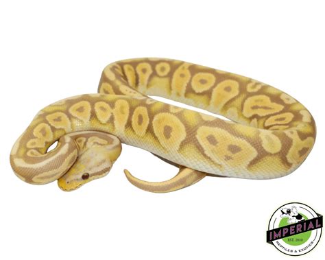 Pewter Candy Ball Python For Sale Imperial Reptiles Imperial Reptiles And Exotics