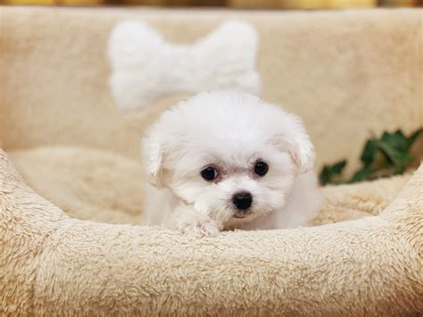 말티푸 루미 미니푸들무료분양 미니먼치킨무료분양 미니랙돌무료분양 미니브리티쉬숏헤어무료분양 미니스코티쉬폴드무료분양 미니러시안블루무료분양 미니강아지무료분양 미니고양이무료분양 미니