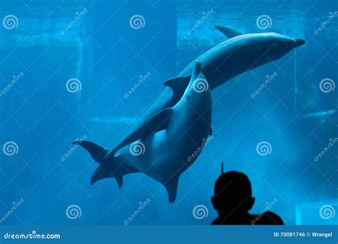 common bottlenose dolphin tursiops truncatus editorial image