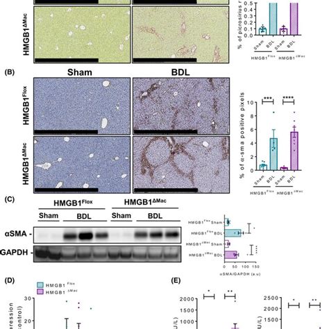 Macrophage‐specific Deletion Of High Mobility Group B1 Hmgb1 Does Not Download Scientific