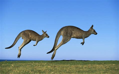 Hd Kangaroo Leap Stunning Animal Wallpaper In Motion 1920x1200