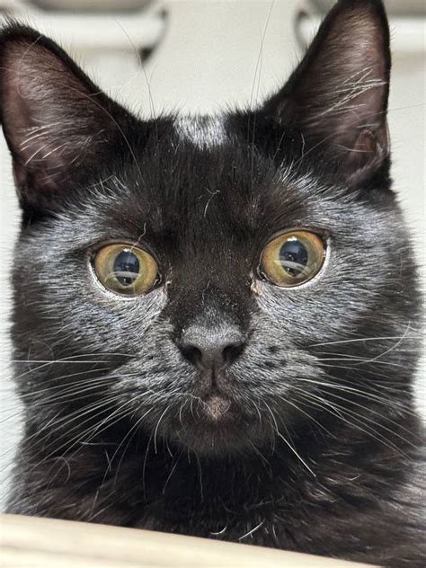 [잡담] 카톡 프사 기분에 따라 우리 고양이사진으로 티낸다 인스티즈 Instiz 일상 카테고리