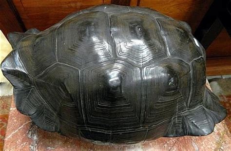 Gopher Tortoise Shell Natural History Industry Science And Technology
