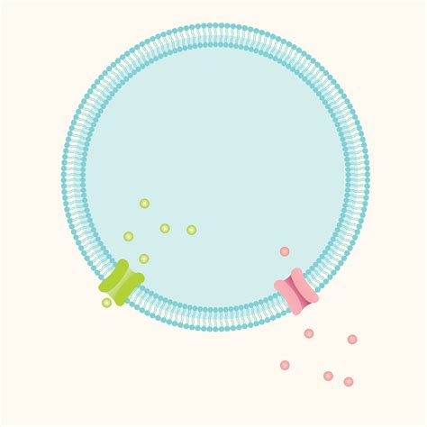 Bilayer Lipid Cell Membrane With Transmembrane Ion Channels Vector Art At Vecteezy