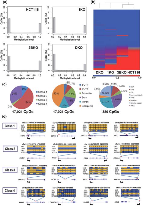 Targeted Bisulfite Sequencing Analysis Of Dnmt Knockout Colon Cancer Download Scientific