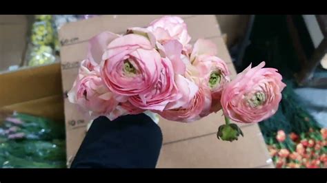 베네르 생화 인터넷꽃도매시장 생화택배 생화도매 인터넷꽃시장 인터넷꽃도매 장미대량구매 꽃 꽃다발 꽃도매 꽃시장 부산꽃시장 김해꽃시장 꽃쇼핑몰 김해꽃 부산꽃 꽃싸게사는법