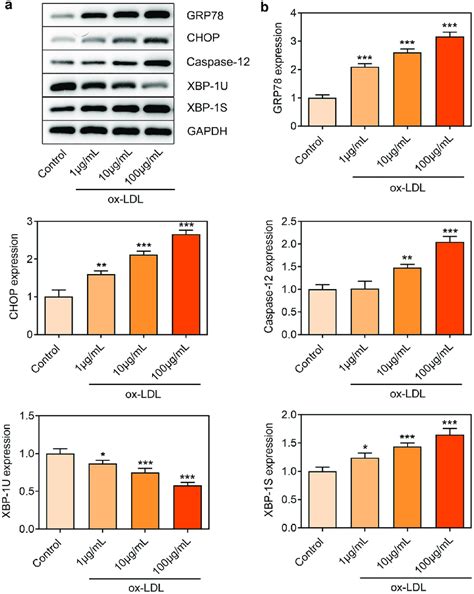 Ox Ldl Treatment Dose Dependently Induced Er Stress In Huvecs Huvecs