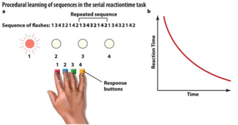 Cog Neuro Exam Memory And Executive Function Flashcards Quizlet