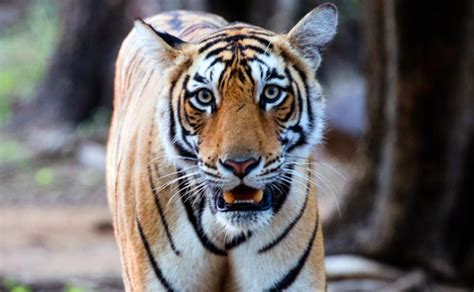 Через ворожий обстріл Київщини постраждала тигриця що відомо про стан тварини Вечірній Київ