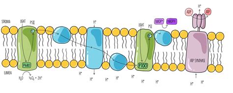 Light Dependent Reactions Flow Chart