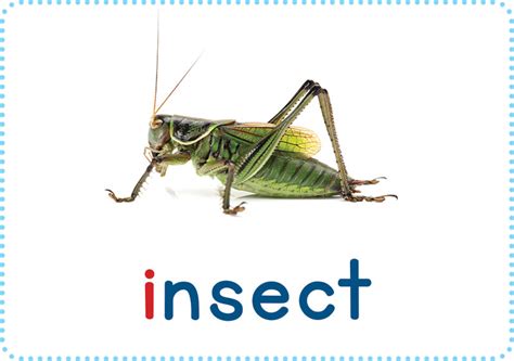 Fly With Phonics Teach And Learn How To Read Through Phonics Reading