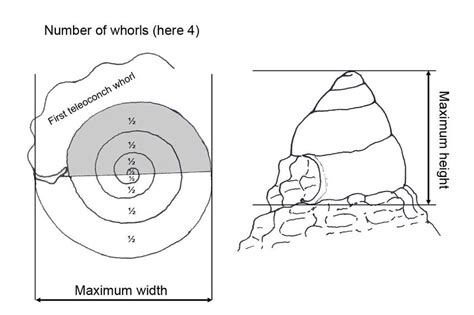 Method For Determining Diameter Height And Counting The Number Of Download Scientific Diagram