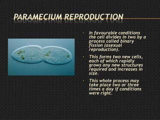 Paramecium PPT
